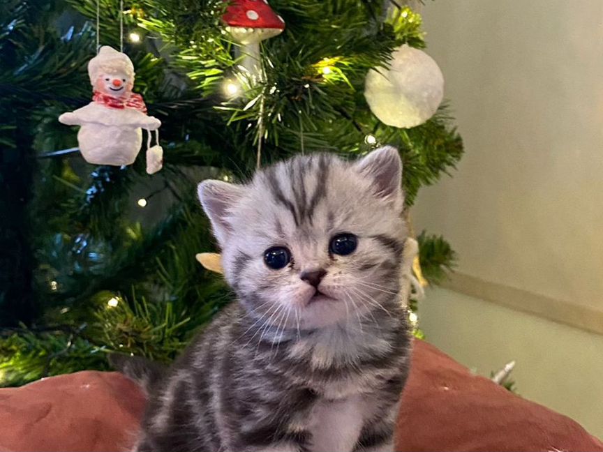 Мраморные котята