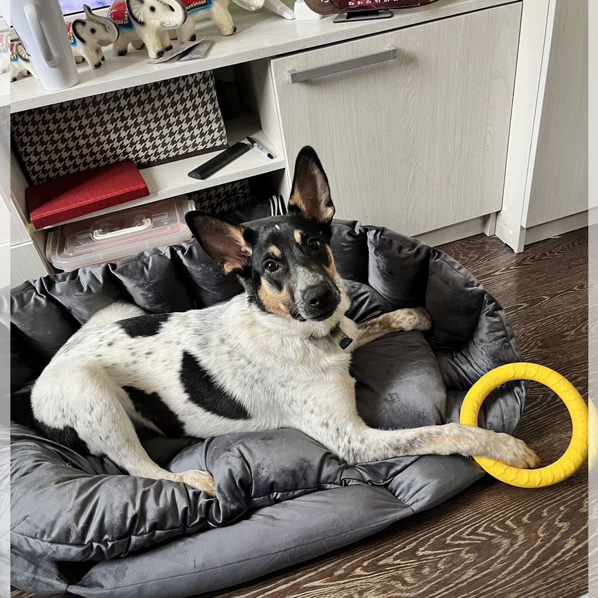 Щенок в добрые руки