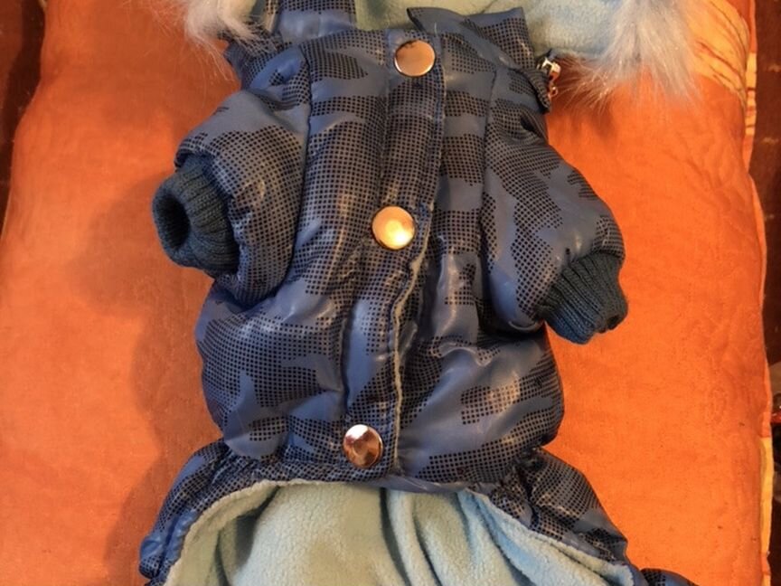 Комбинезон для йорка (щенок)