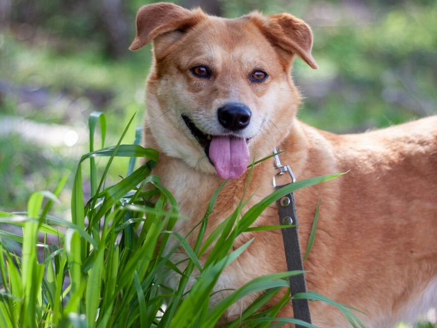 Лола. Солнечная небольшая собачка в добрые руки