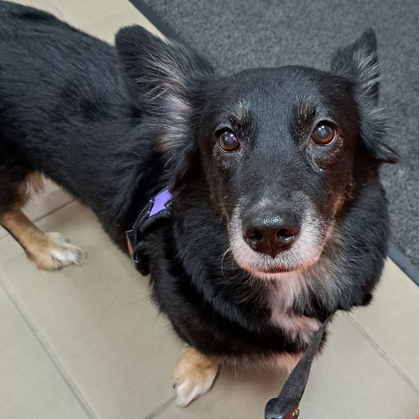 Взрослая собака в добрые руки