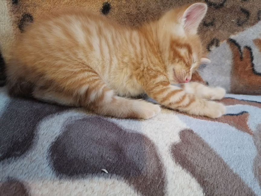 Рыжий котенок