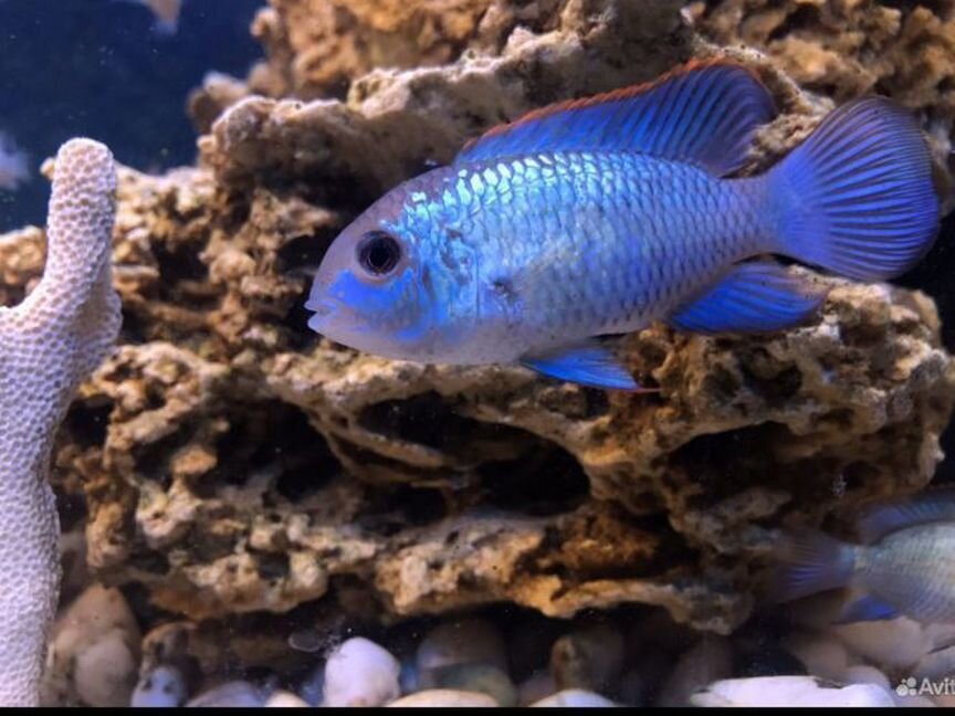 Цихлиды Nannacara neon blue опт и в розницу