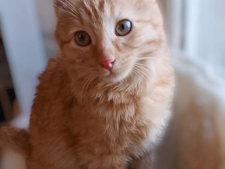 Мандаринка 3мес ищет дом