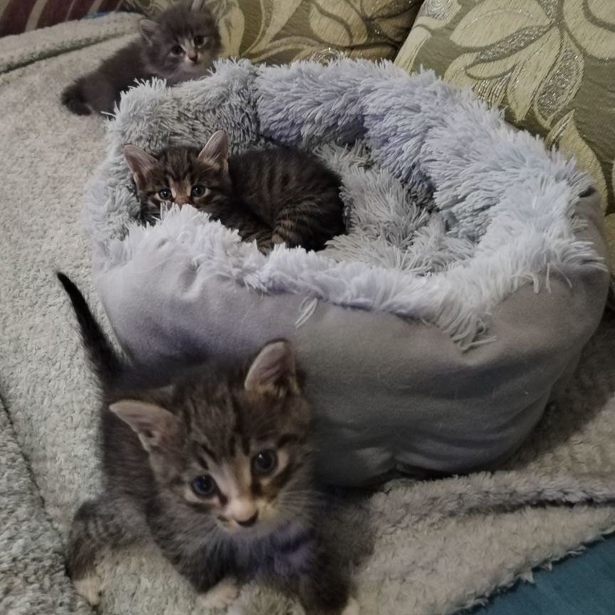 Отдам котёнка/котят в добрые руки