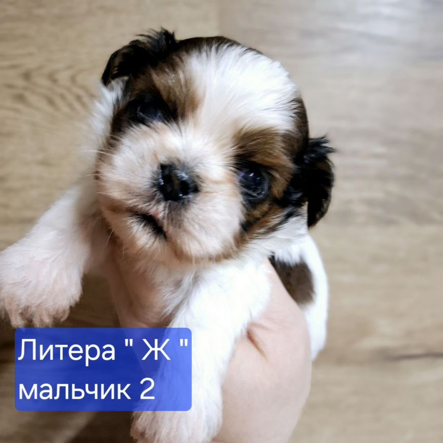 Ши-тцу щенки с документами РКФ