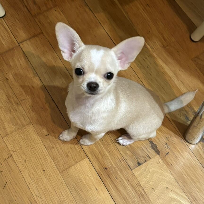 Чихуахуа мини