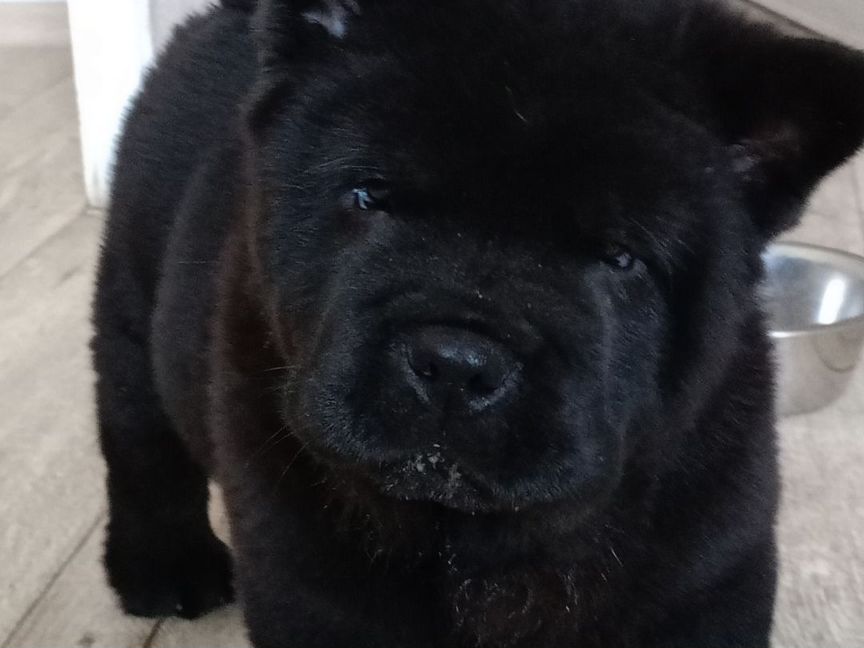 Собака чау смуф