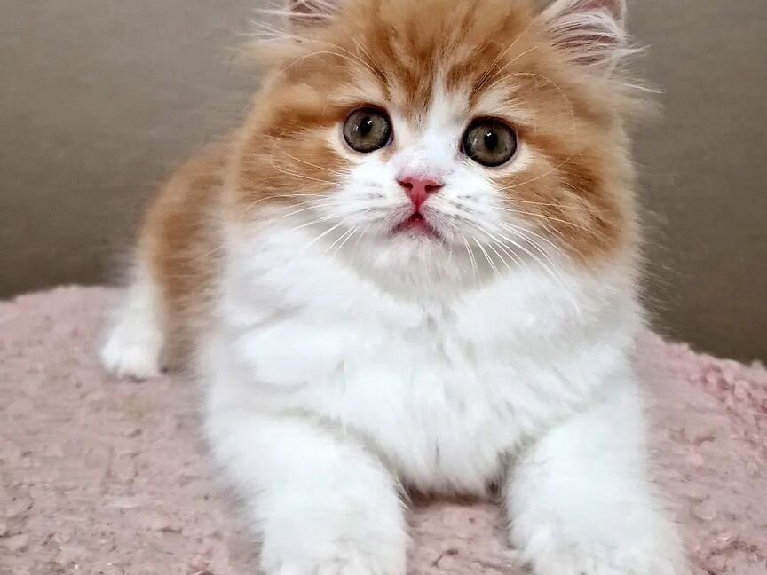 Хайленд страйт