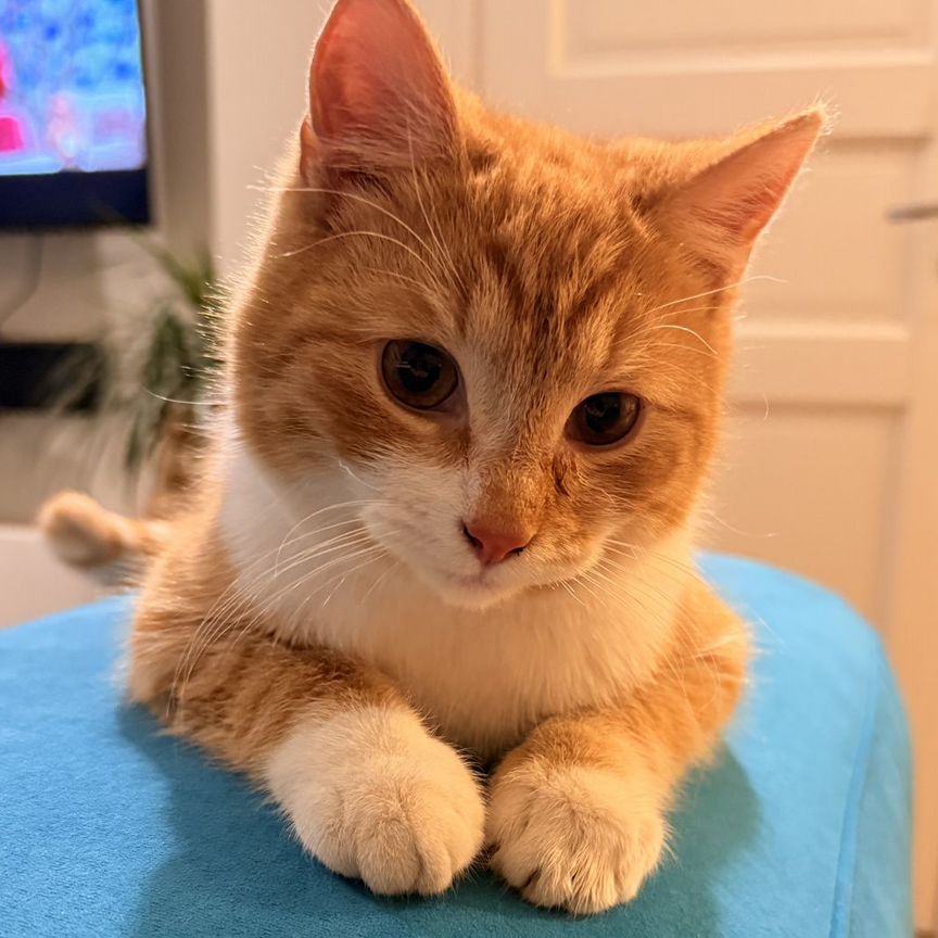 Котёнок в добрые руки