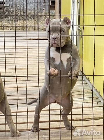 Американ булли - лиловая Живанши