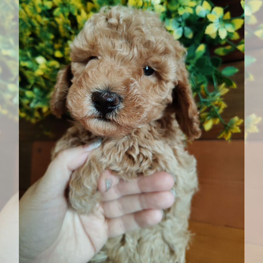 Пудель, щенок