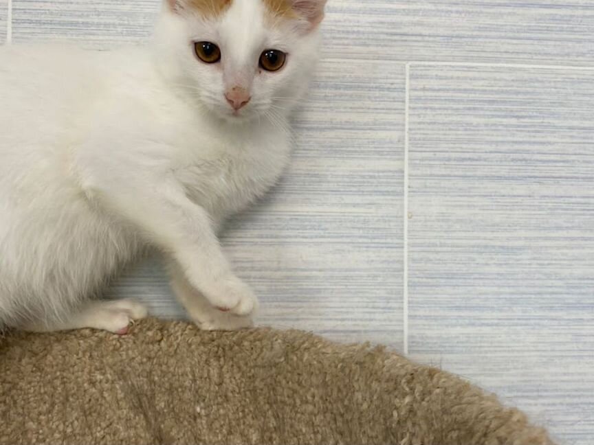 Котята привитые,ласковые