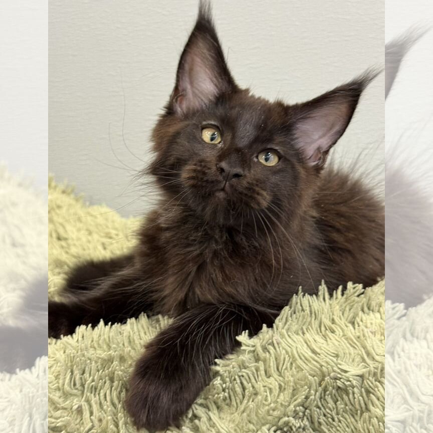 Мейн-кун котёнок