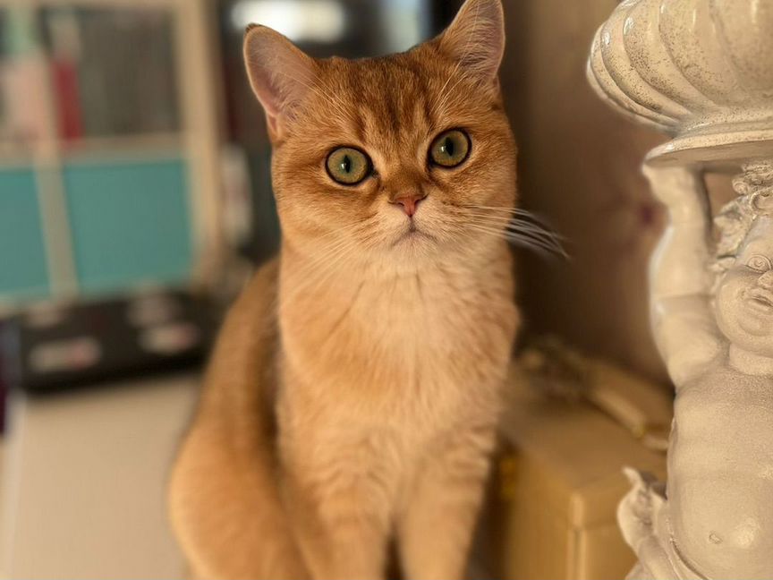 Ищем кота для кошки