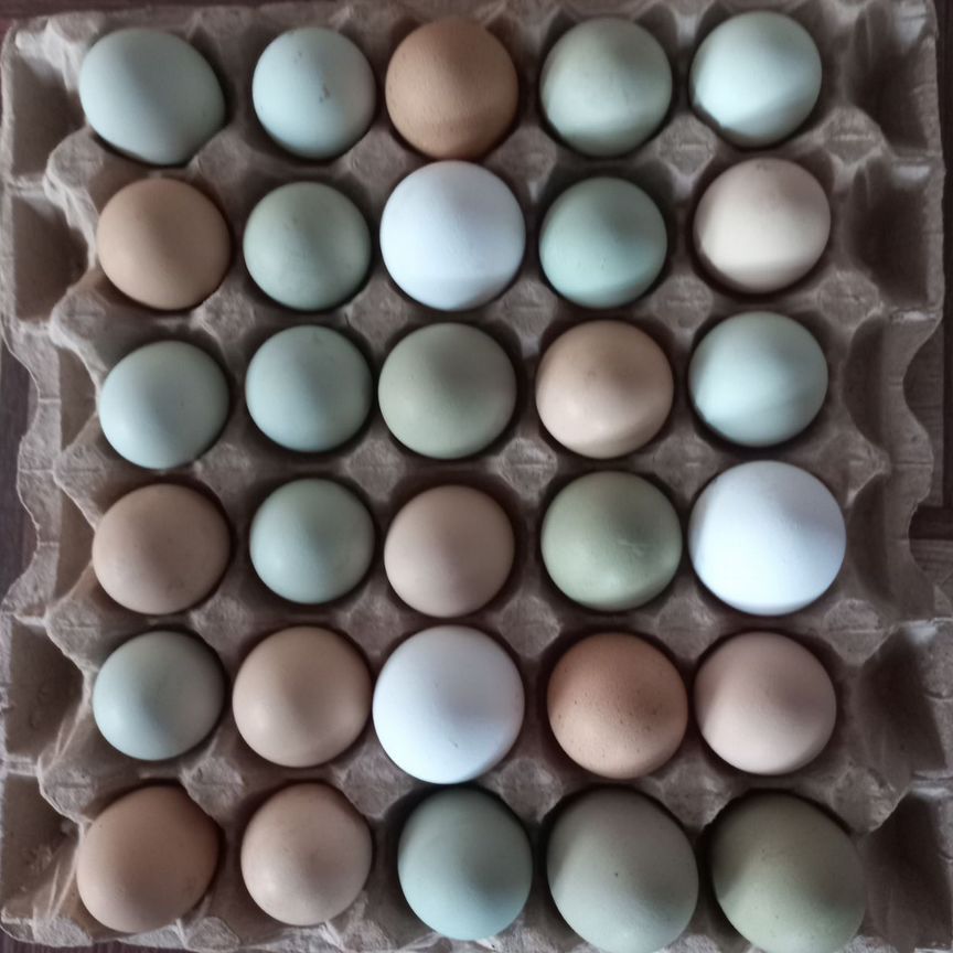 Яйца на инкубацию