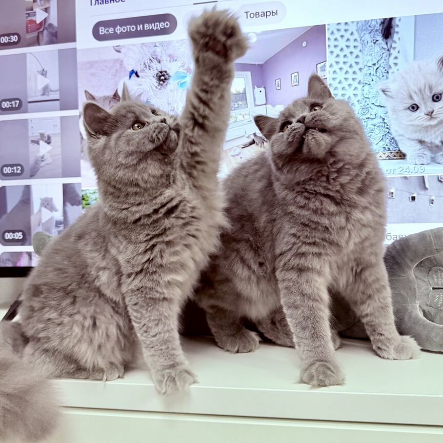 Британский длинношёрстный котёнок