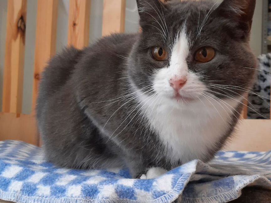 Кошка ищет дом