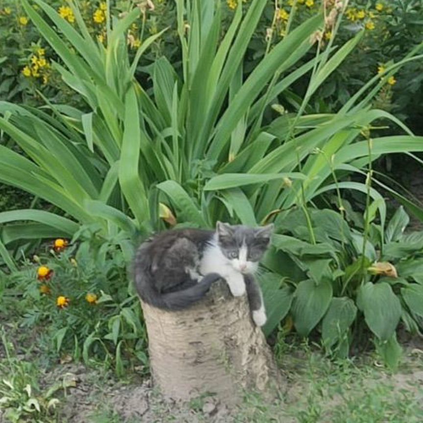 Серый котенок 3 месяца