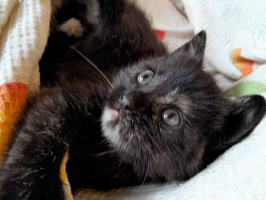 Котенок девочка в добрые руки