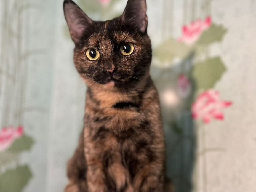 Кошки из приюта