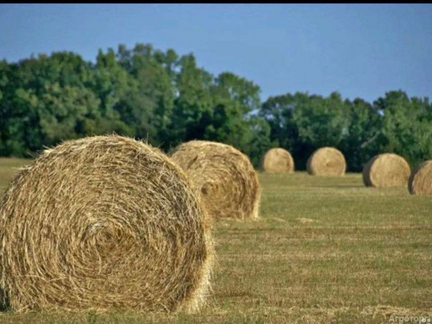 Продам сено в рулонах