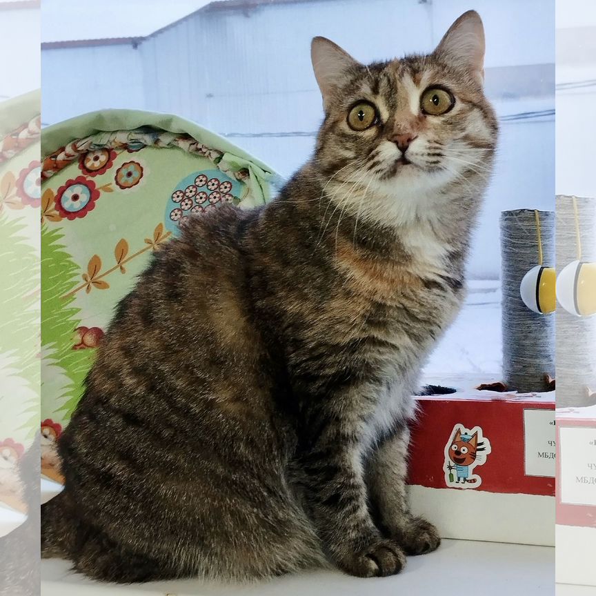 Европейская короткошёрстная, взрослая кошка