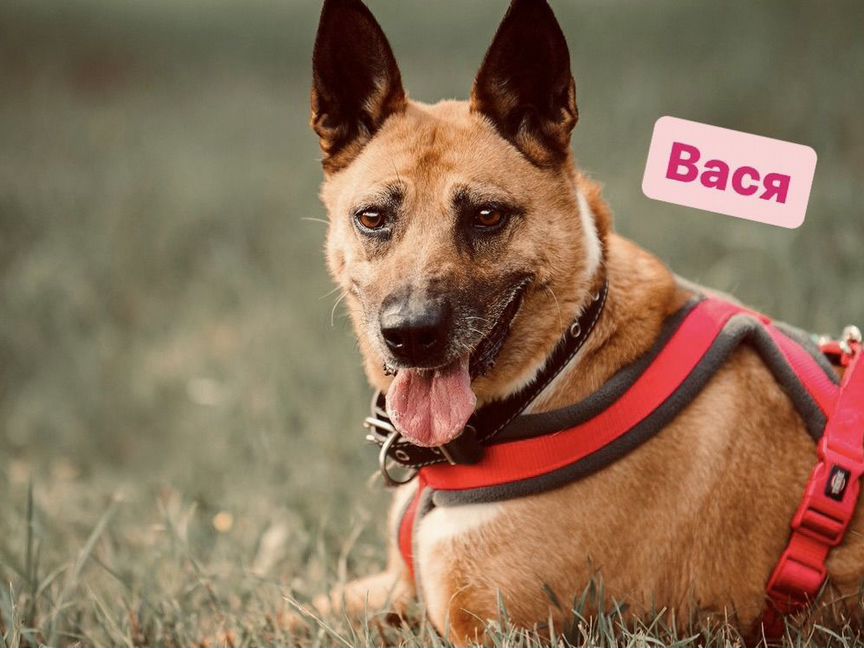 Василиса-краса хочет семью