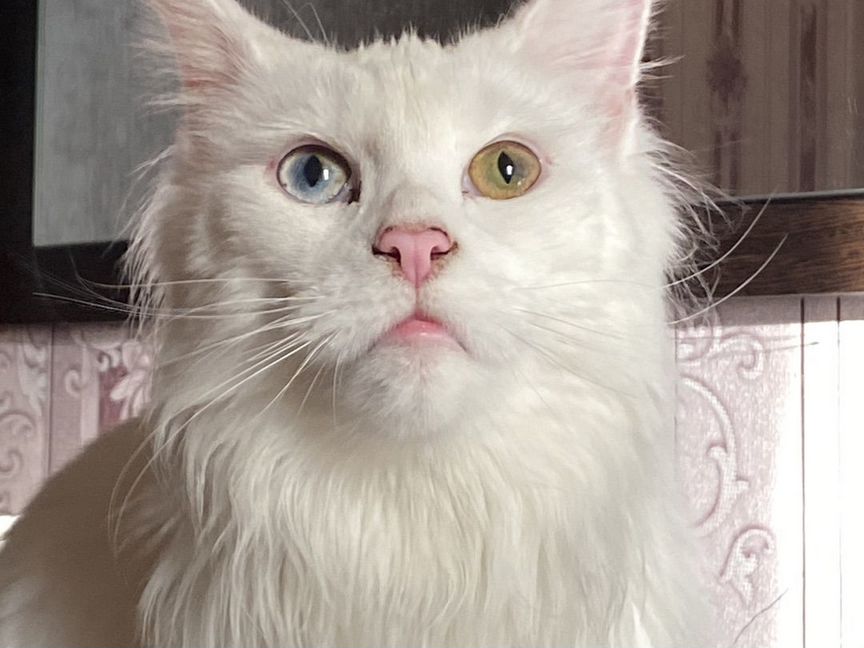 Кошки мейн-кун котенок