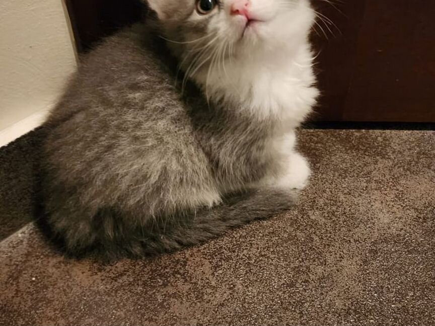 Кошки