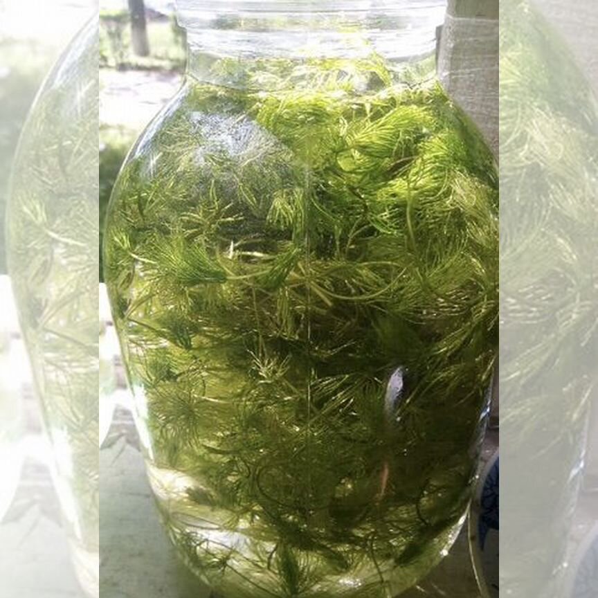 Трава- Роголистник