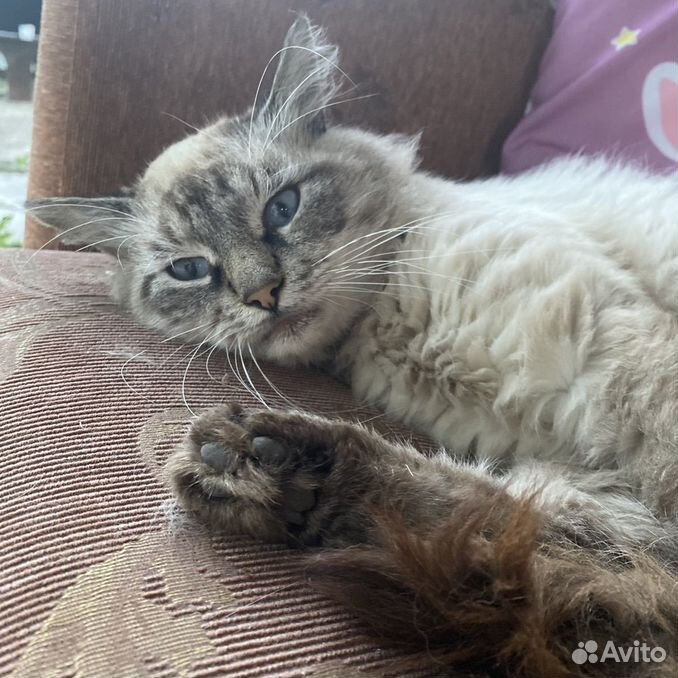 Очень милый Котик ищет семью