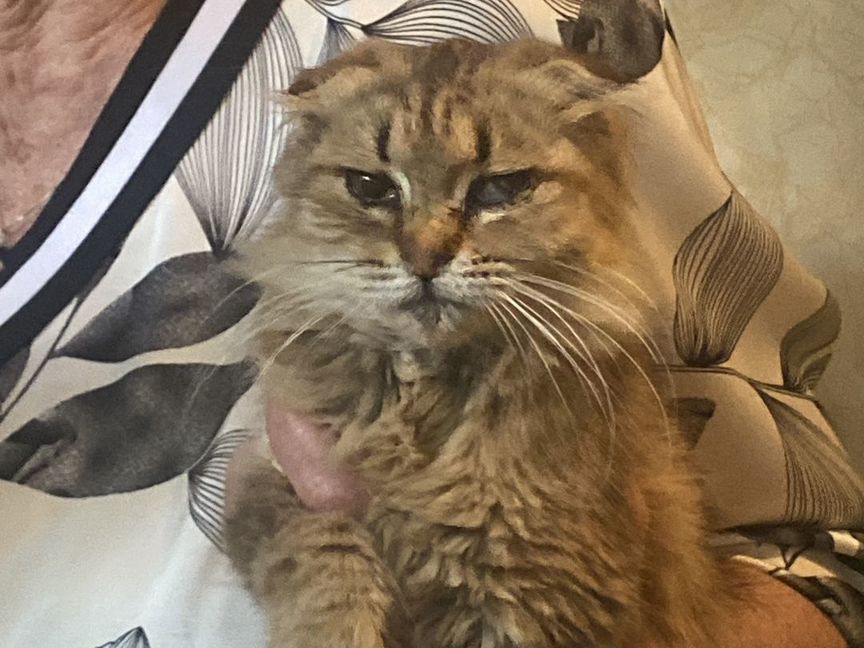 Ищу хозяина для кошки