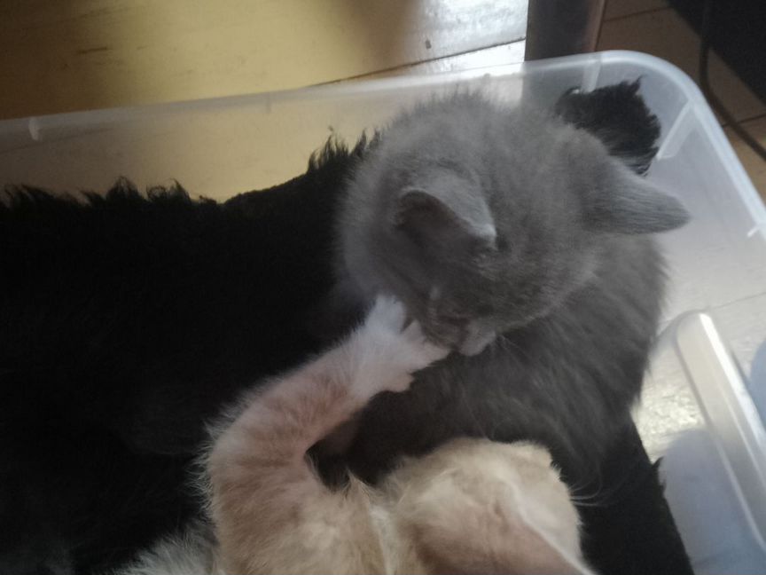 Котята крысоловы