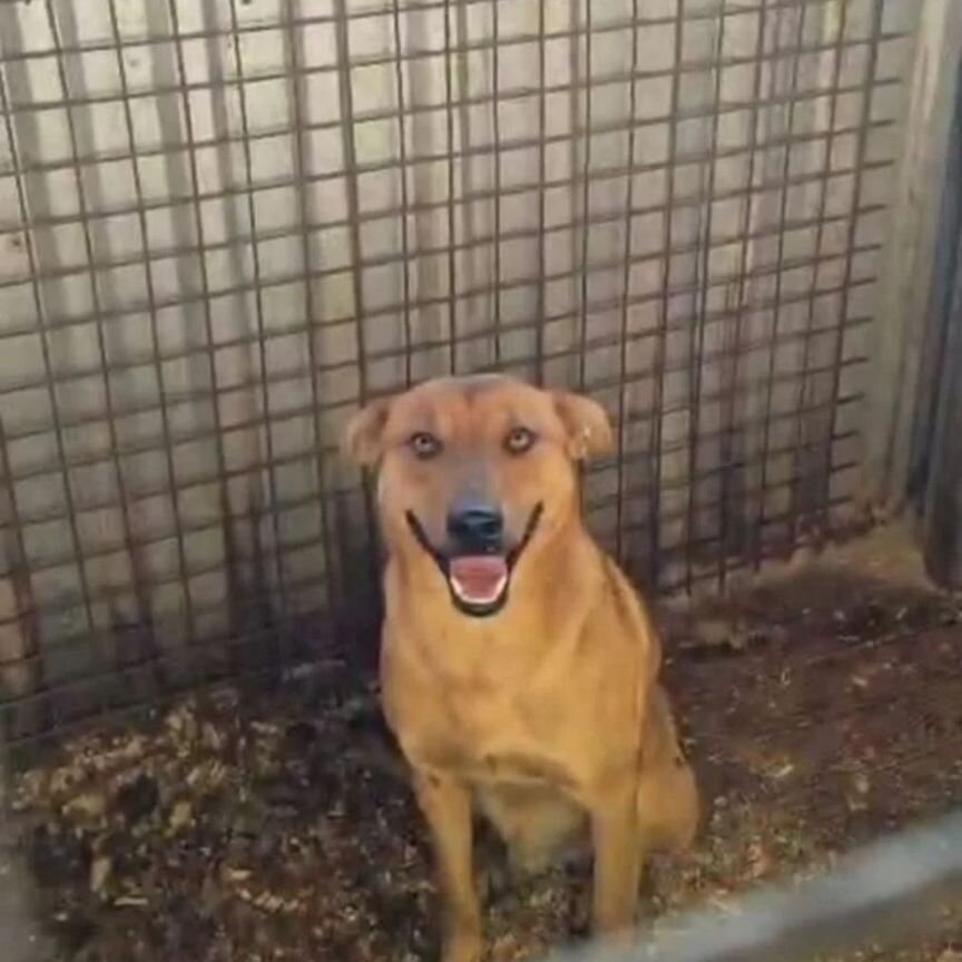 Взрослый пёс в добрые руки