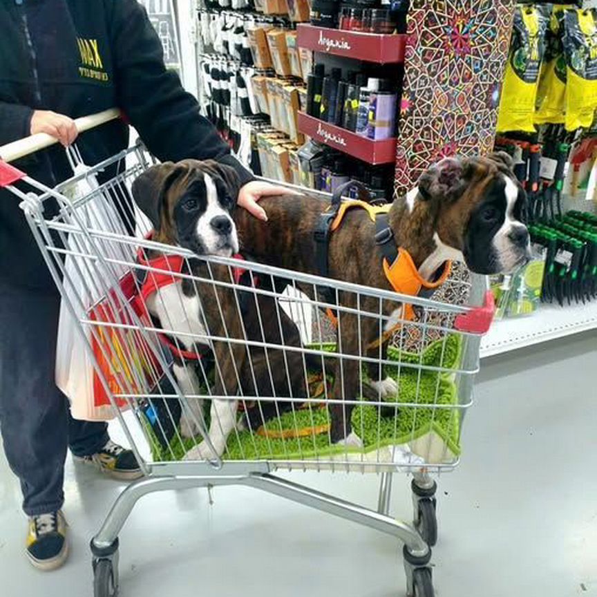 Щенки боксера