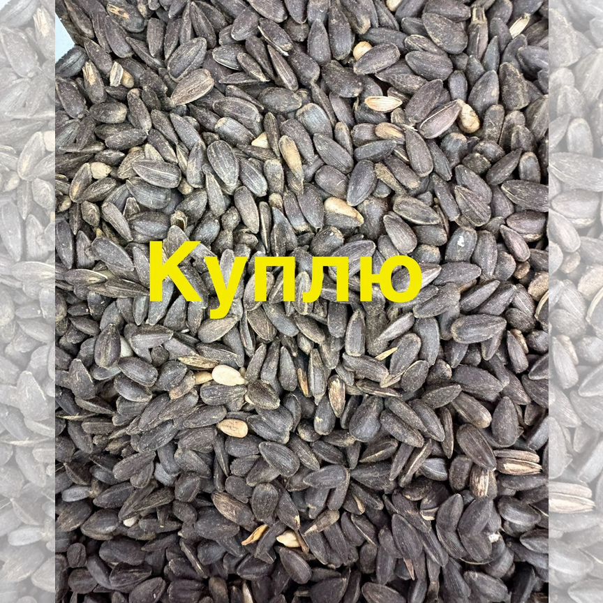 Подсолнечник, семечка