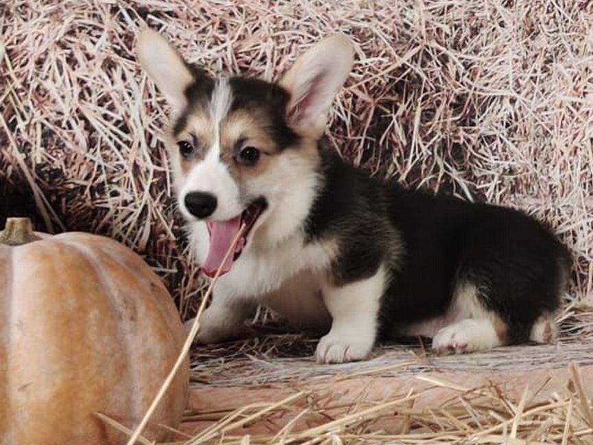 Щенки Корги премиум-класса