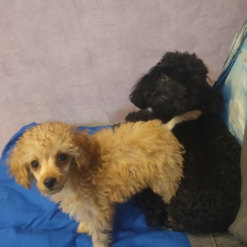 Той-пудель девочка абрикос