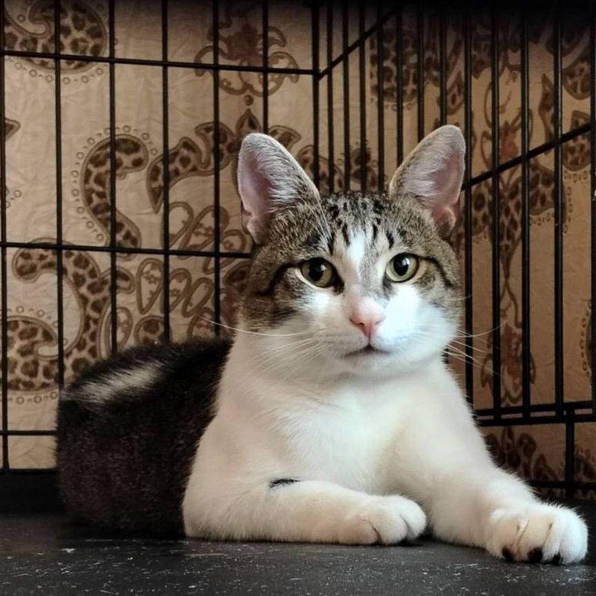 Взрослый кот в добрые руки