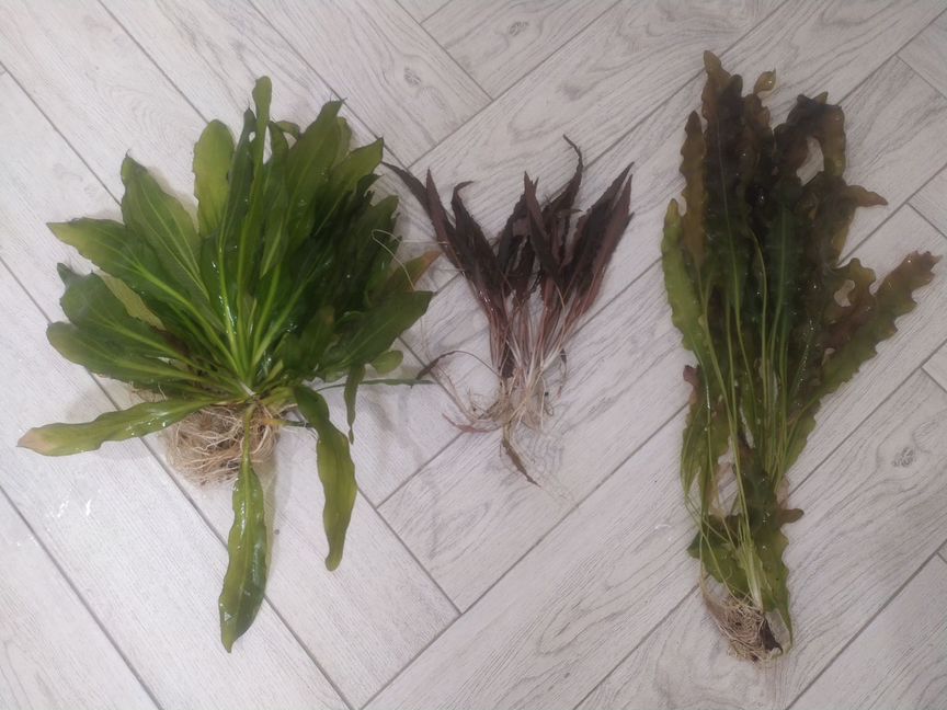 Аквариумные растения