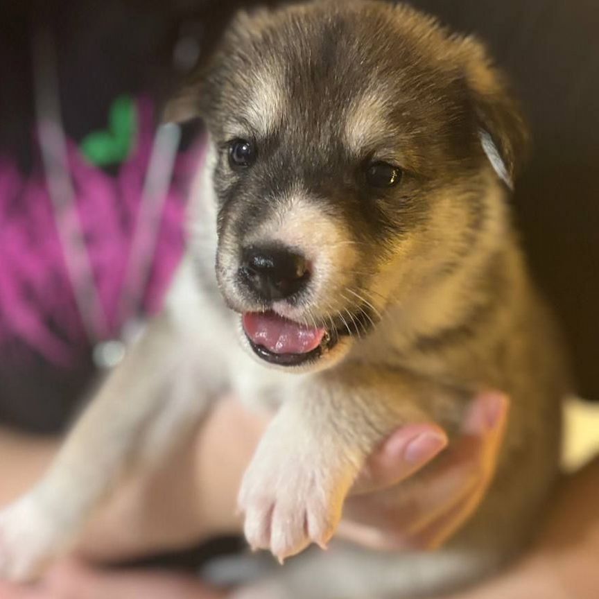 Сибирский хаски, щенок