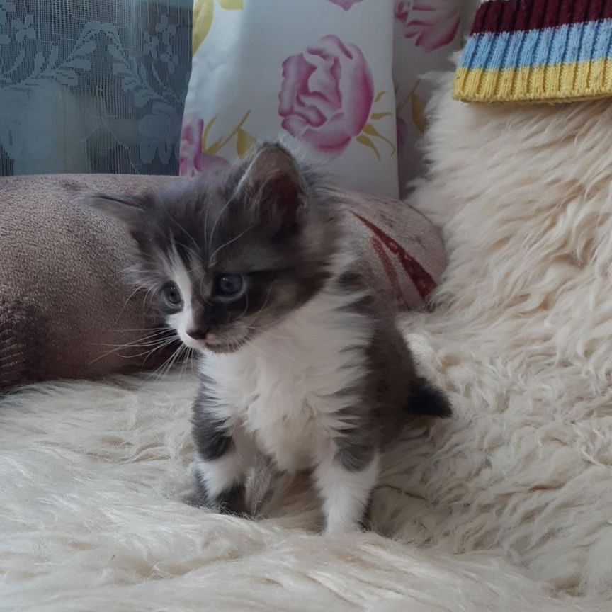 Котенок, 2-х цветный, окрас - черно-белый, в добры