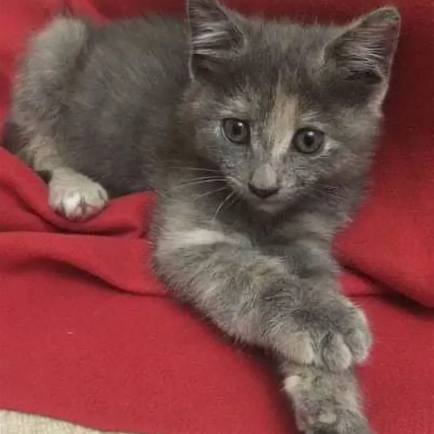 Котенок девочка Айви, 2 месяца