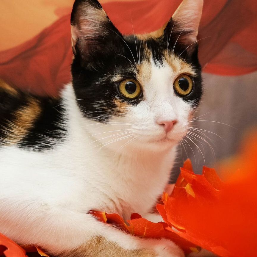 Котенок девочка трехцветная