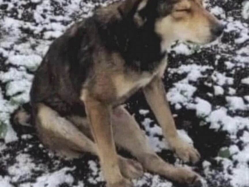 Собака