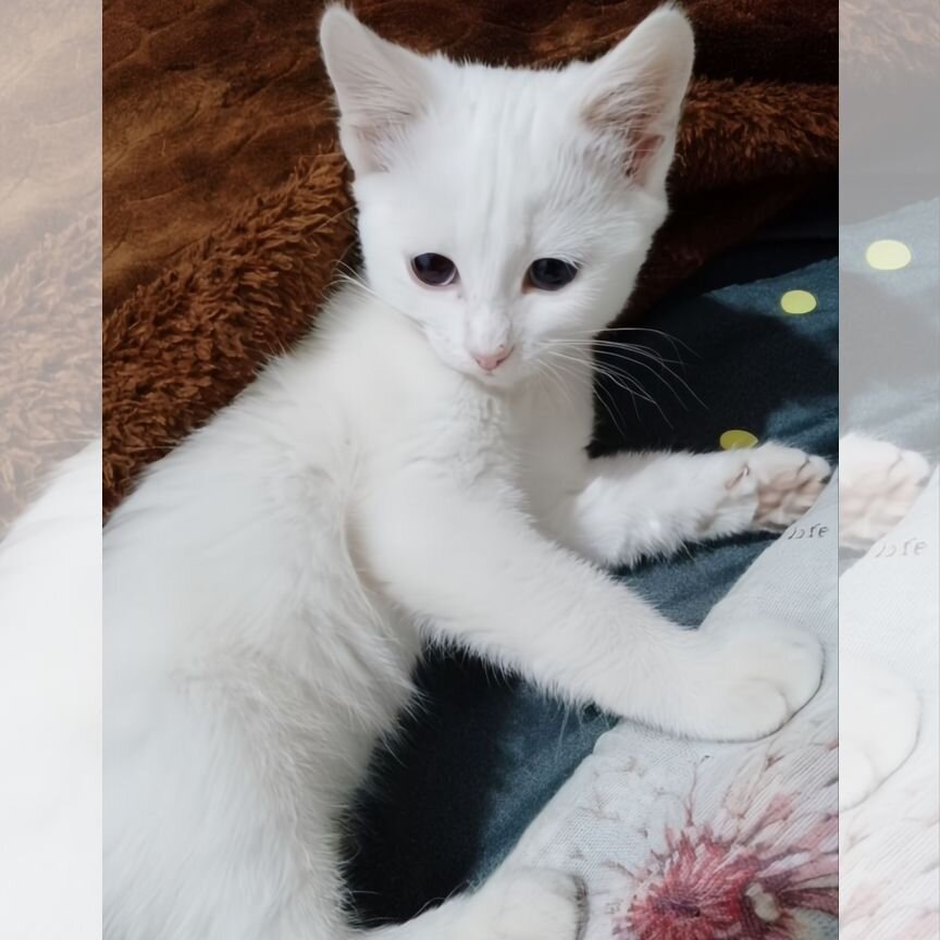 Котёнок в добрые руки