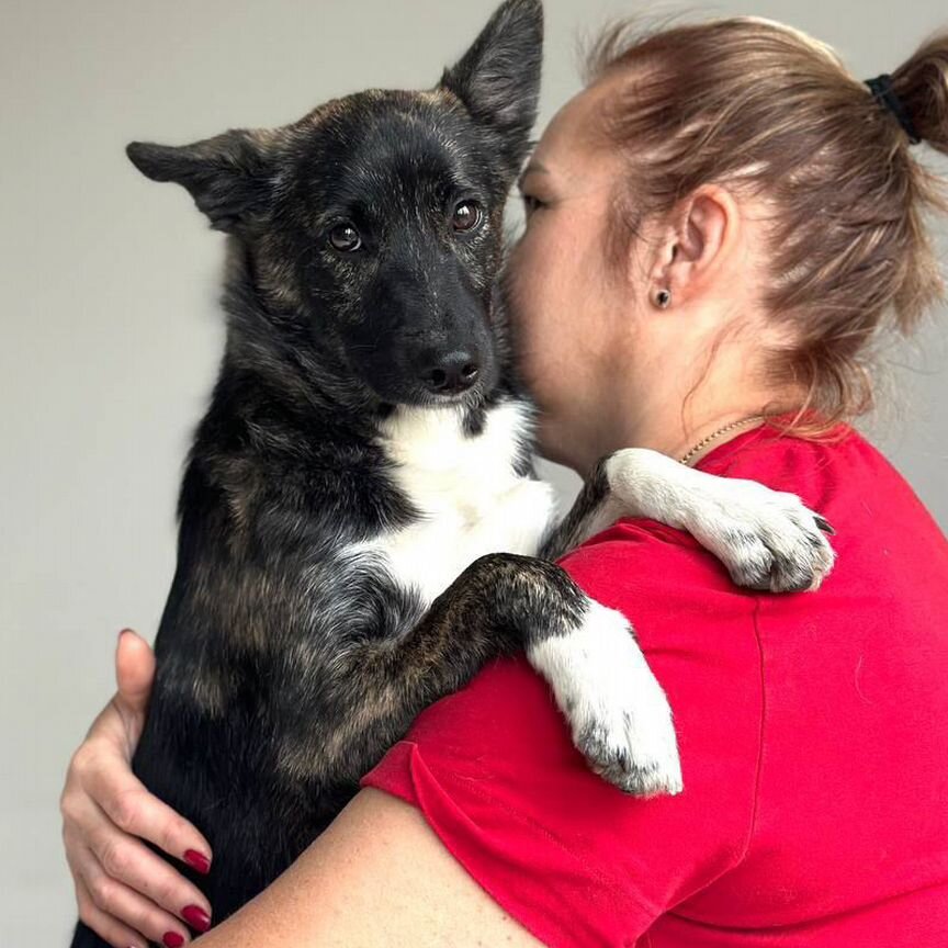 Луи небольшая собачка из приюта