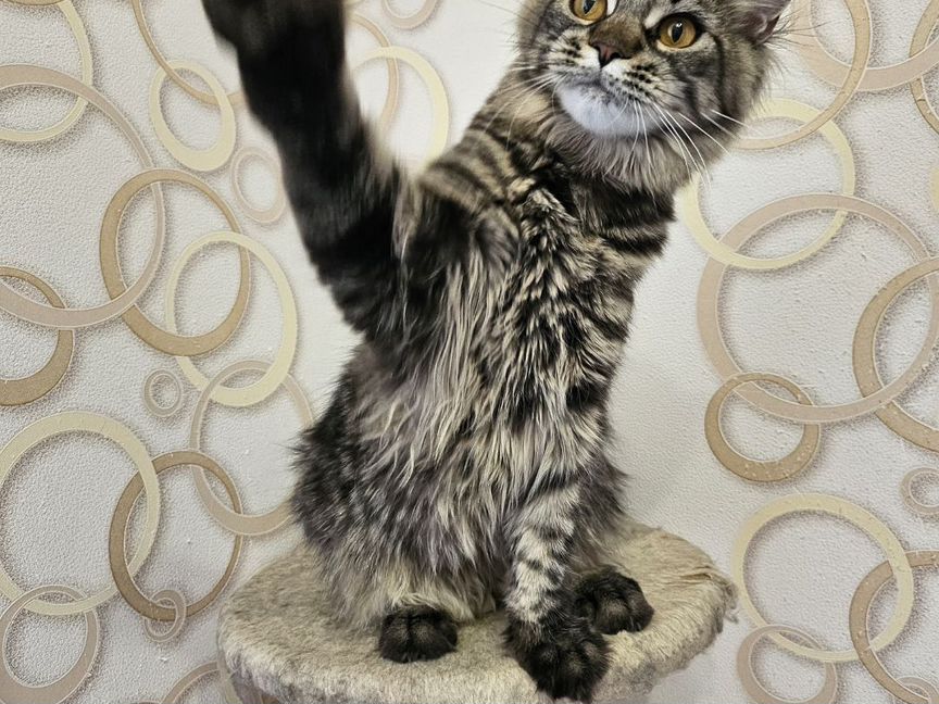 Мейн-кун с документами