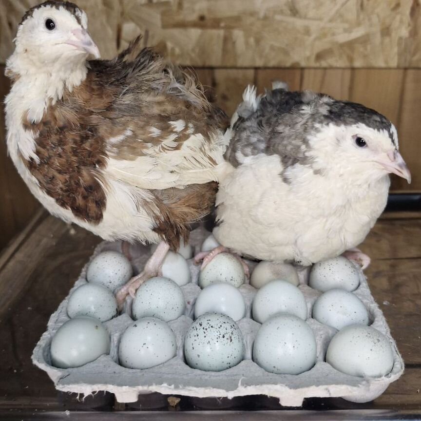 Селадон - инкубационное яйцо перепелов